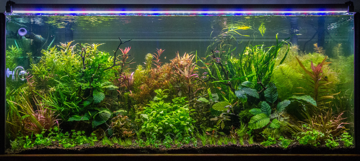 10 Proven Ways to Banish Algae from Your Fish Tank Forever